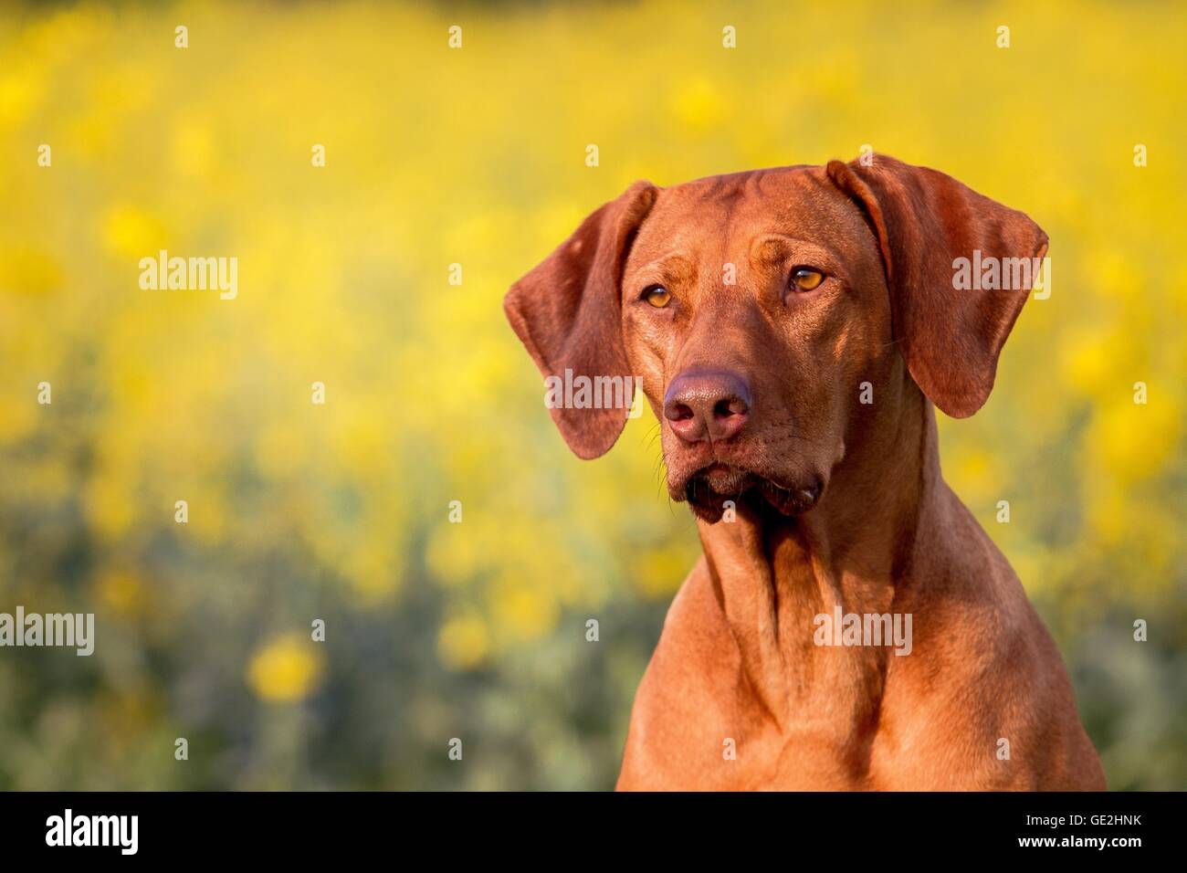 Rhodesian Ridgeback Portrait Stock Photo - Alamy