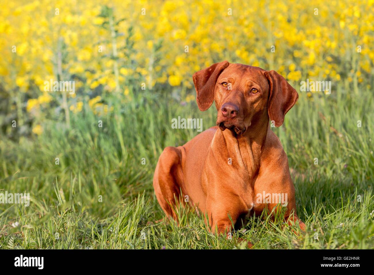 lying Rhodesian Ridgeback Stock Photo - Alamy