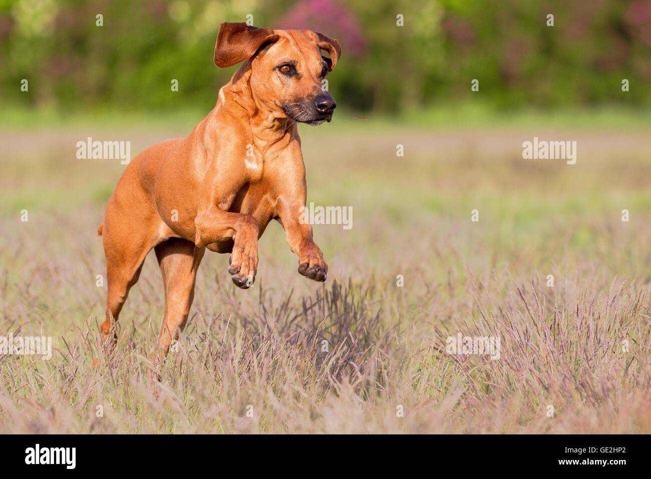 running Rhodesian Ridgeback Stock Photo - Alamy
