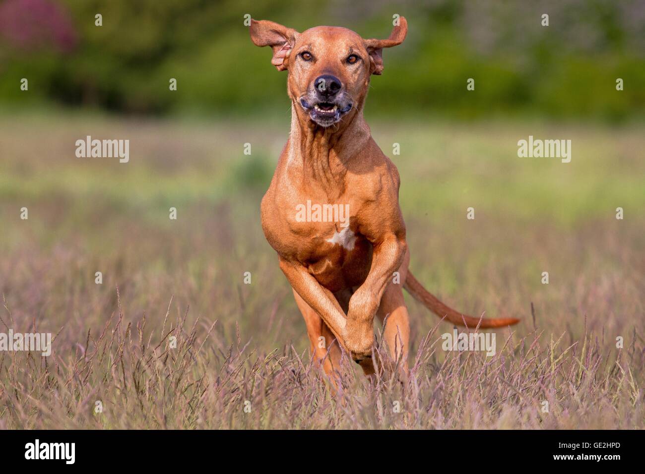 running Rhodesian Ridgeback Stock Photo - Alamy