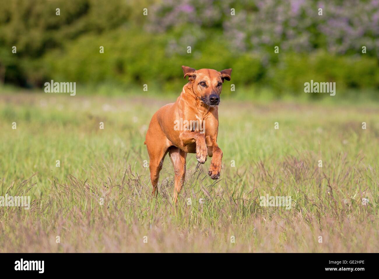 running Rhodesian Ridgeback Stock Photo - Alamy