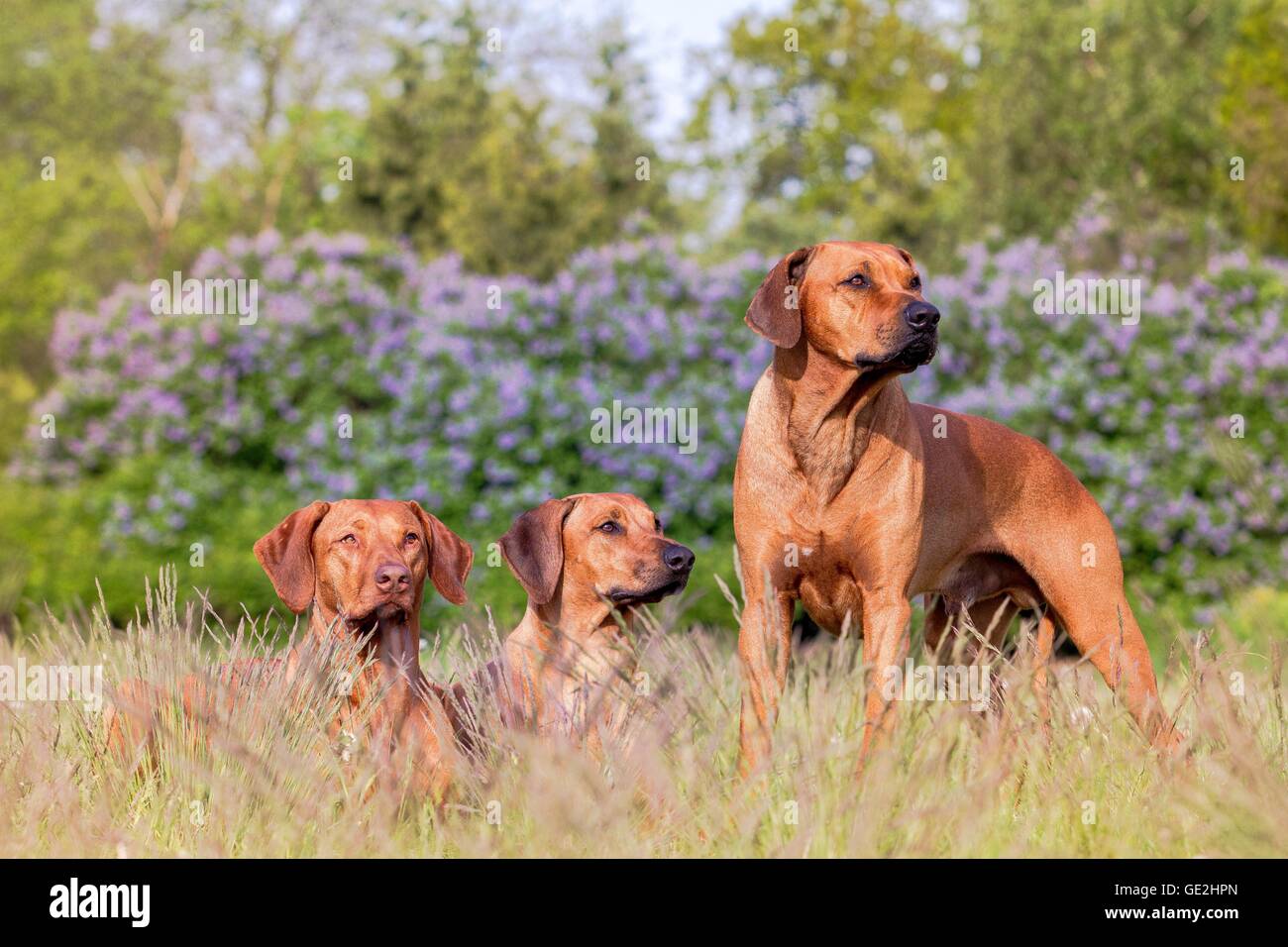 Three hunters stand hi-res stock photography and images - Alamy