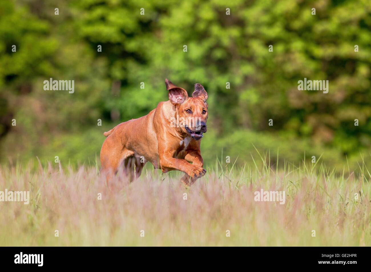 running Rhodesian Ridgeback Stock Photo - Alamy