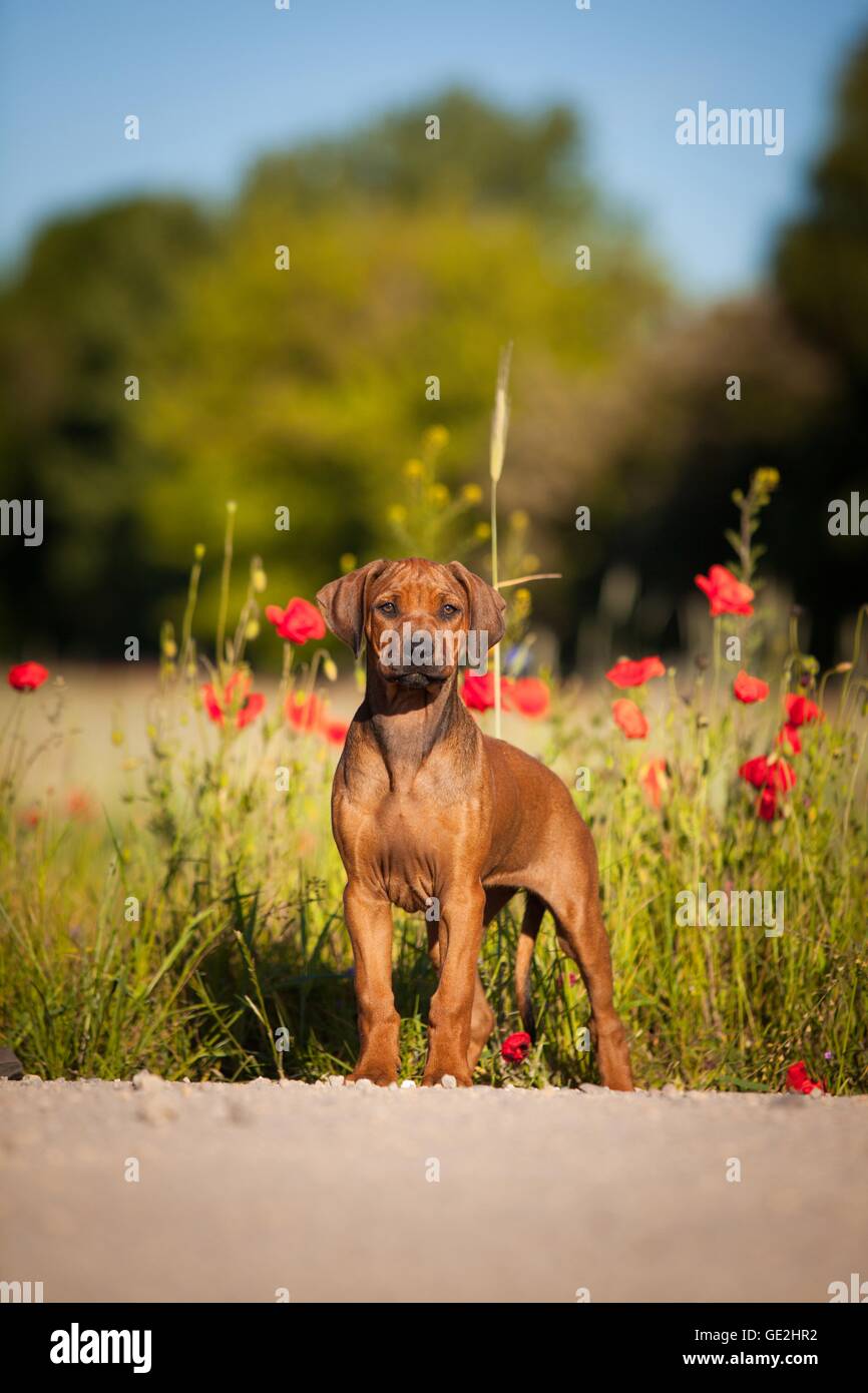 Rhodesian Ridgeback Puppy Stock Photo - Alamy