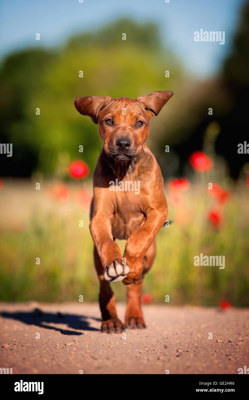 Rhodesian Ridgeback Puppy Stock Photo - Alamy