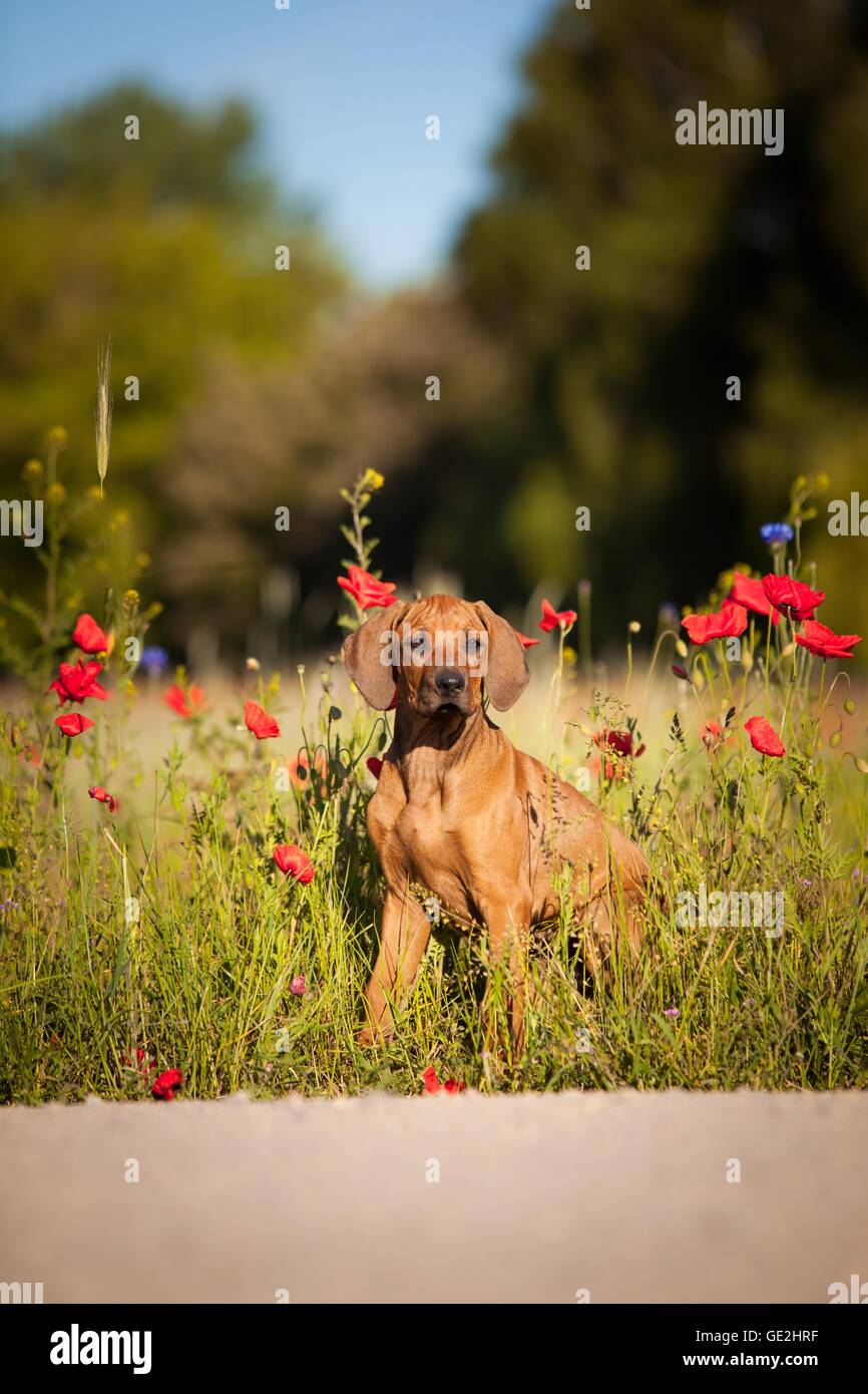 Rhodesian Ridgeback Puppy Stock Photo - Alamy