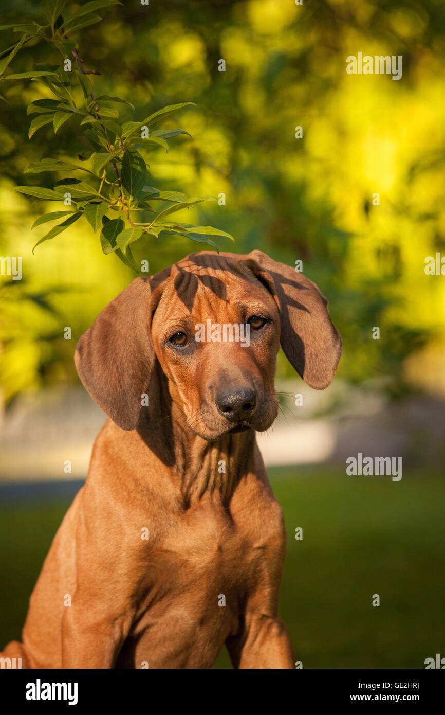 Rhodesian Ridgeback Puppy Stock Photo - Alamy