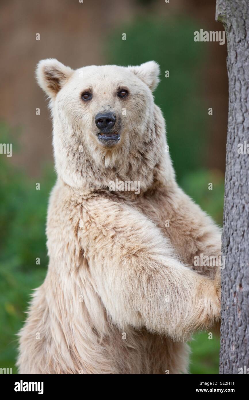Bear leg hi-res stock photography and images - Alamy