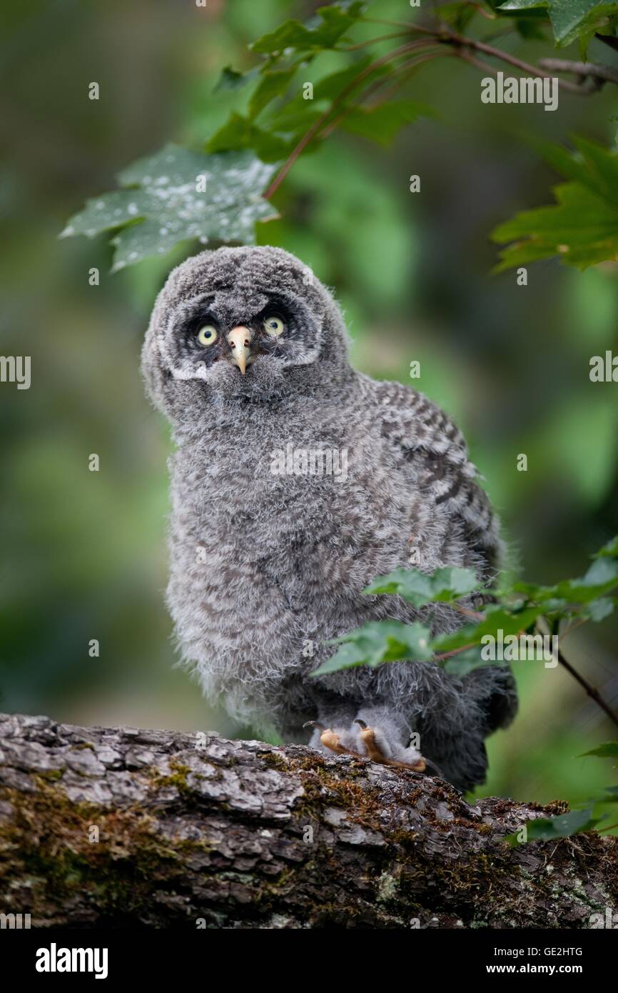 Owl owls hi-res stock photography and images - Alamy