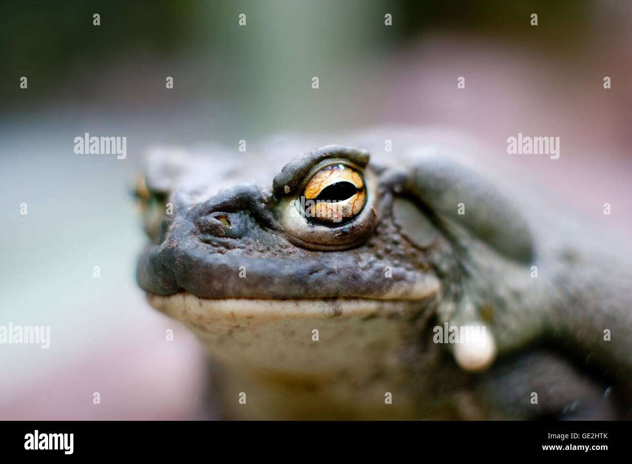 Colorado River toad Stock Photo - Alamy