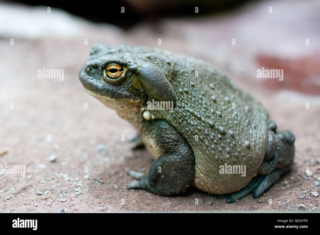 Colorado River toad Stock Photo - Alamy