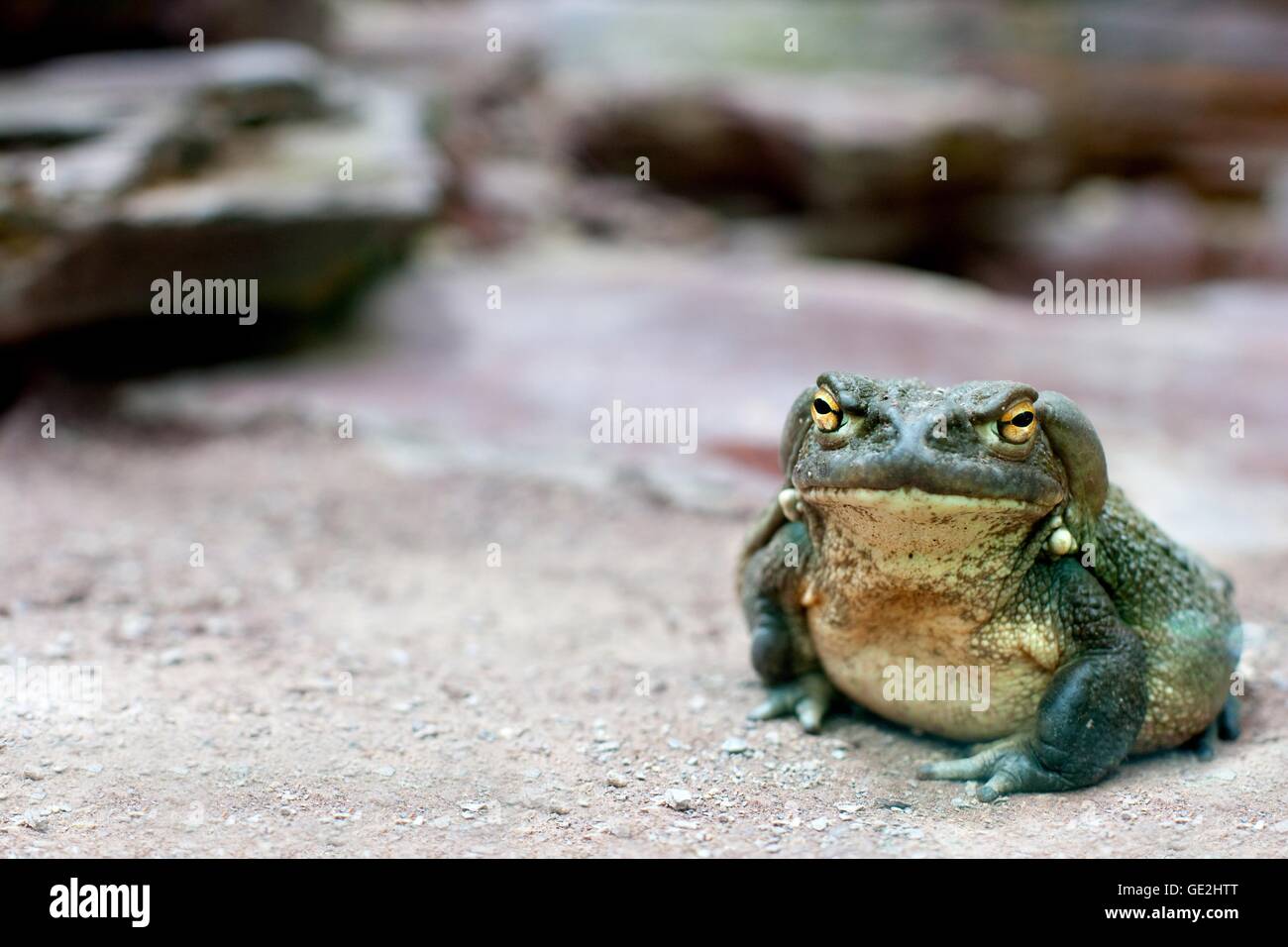 Colorado River toad Stock Photo - Alamy