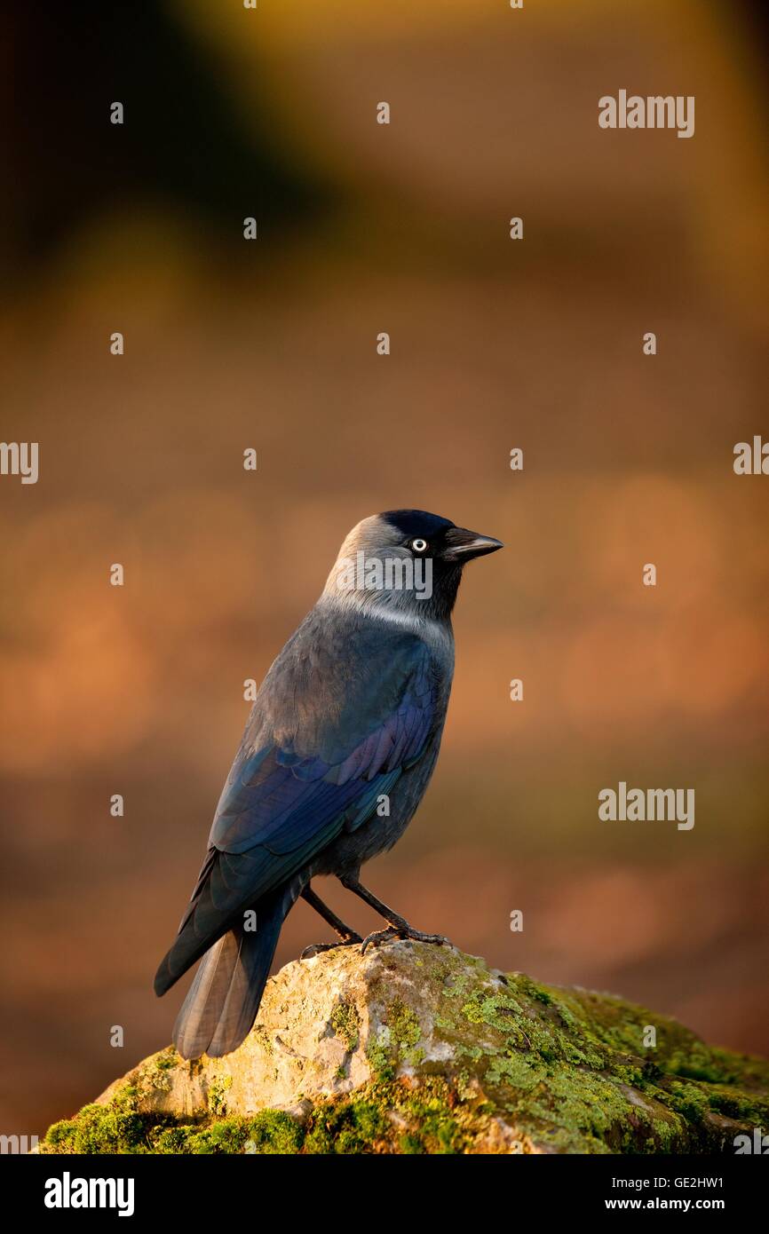 Adult jackdaws hi-res stock photography and images - Alamy