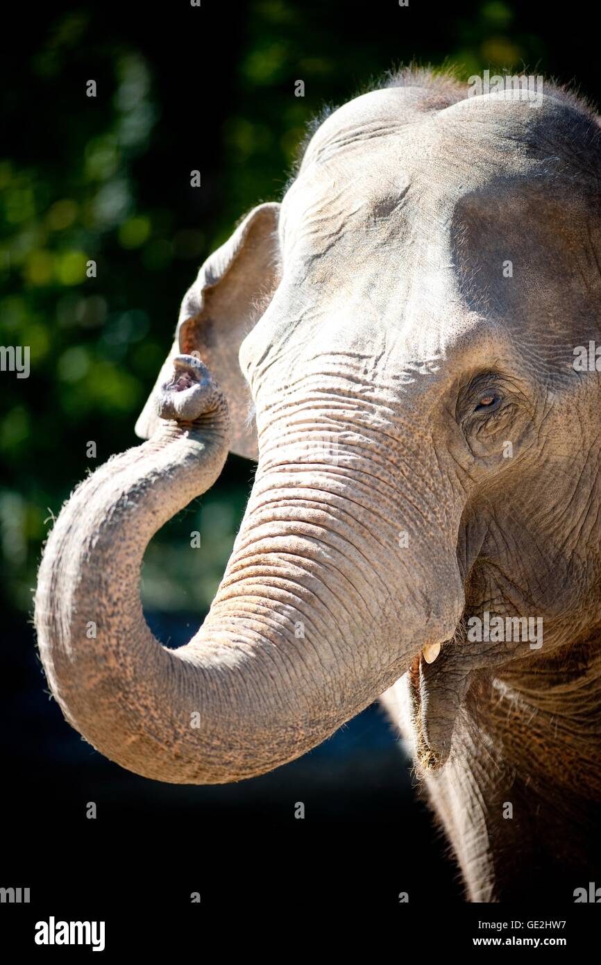 Elephant outdoor hi-res stock photography and images - Alamy