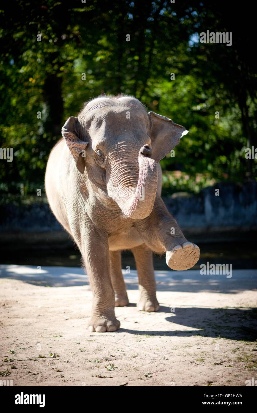 Elephant outdoor hi-res stock photography and images - Alamy