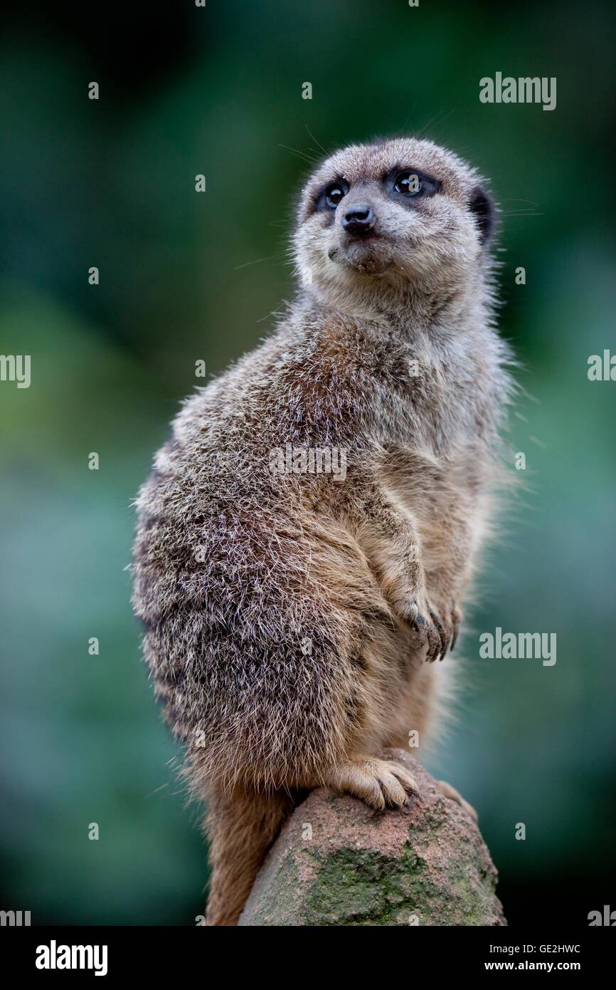 Suricats hi-res stock photography and images - Alamy