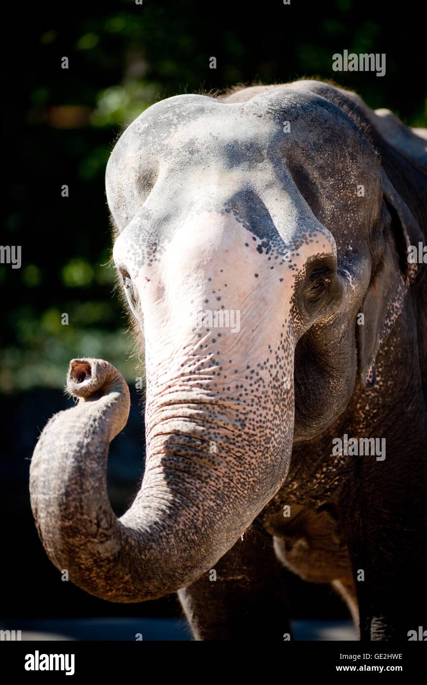 Elephant outdoor hi-res stock photography and images - Alamy