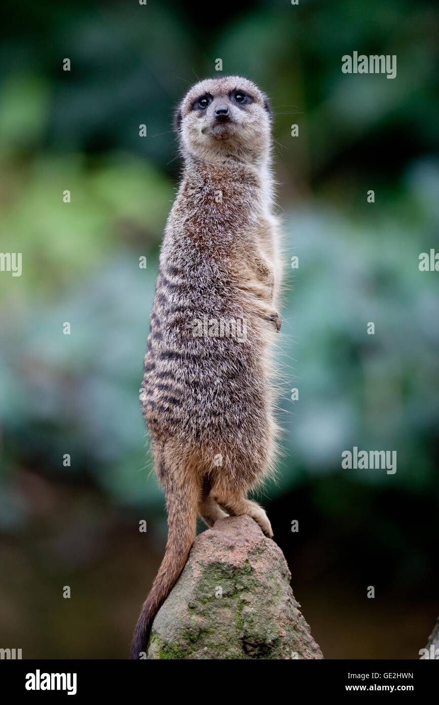 Suricats hi-res stock photography and images - Alamy