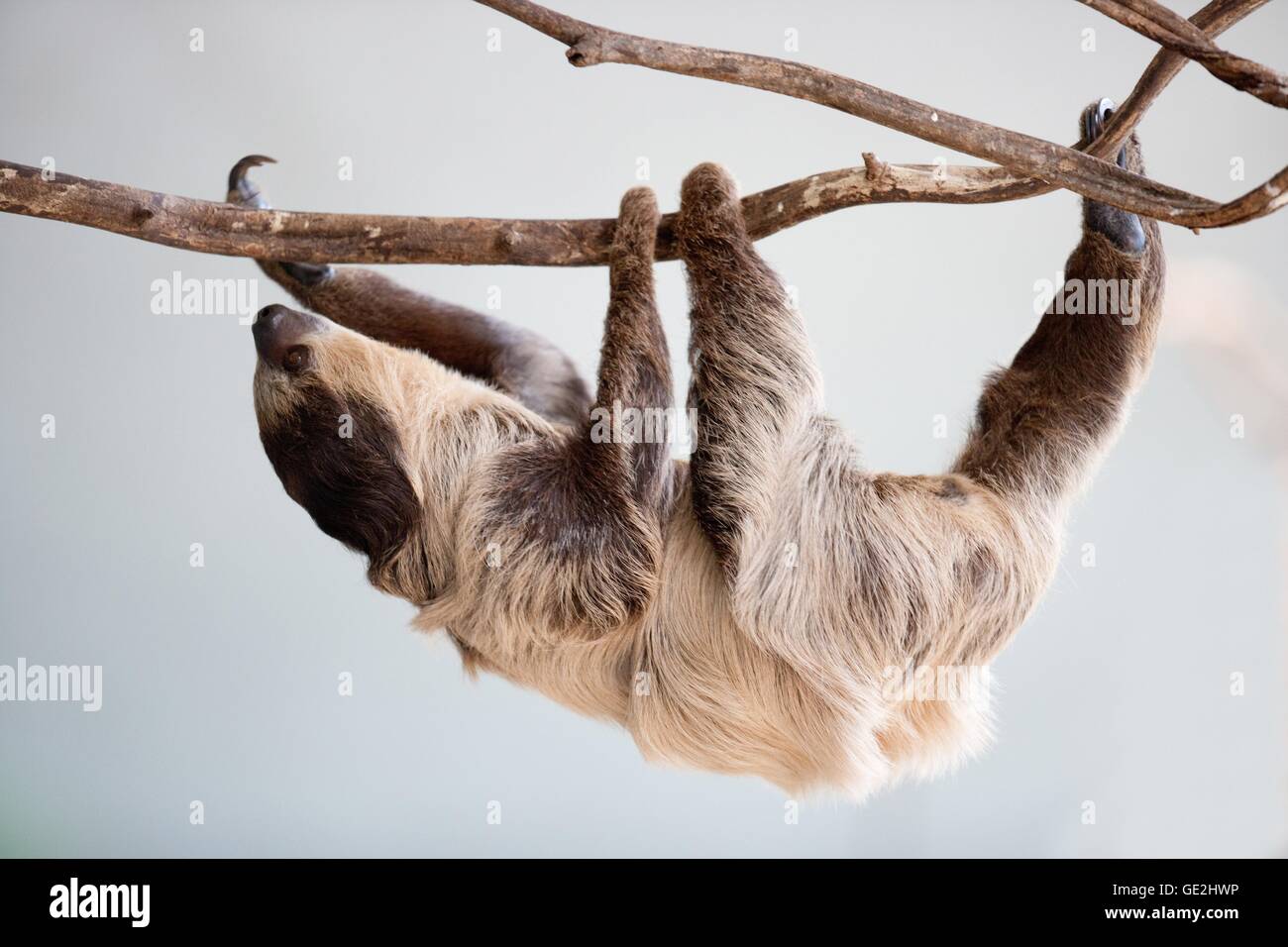 Sloth hi-res stock photography and images - Alamy