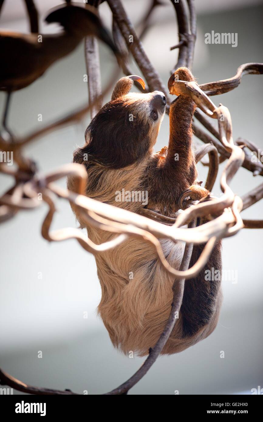 Wild sloths hi-res stock photography and images - Alamy