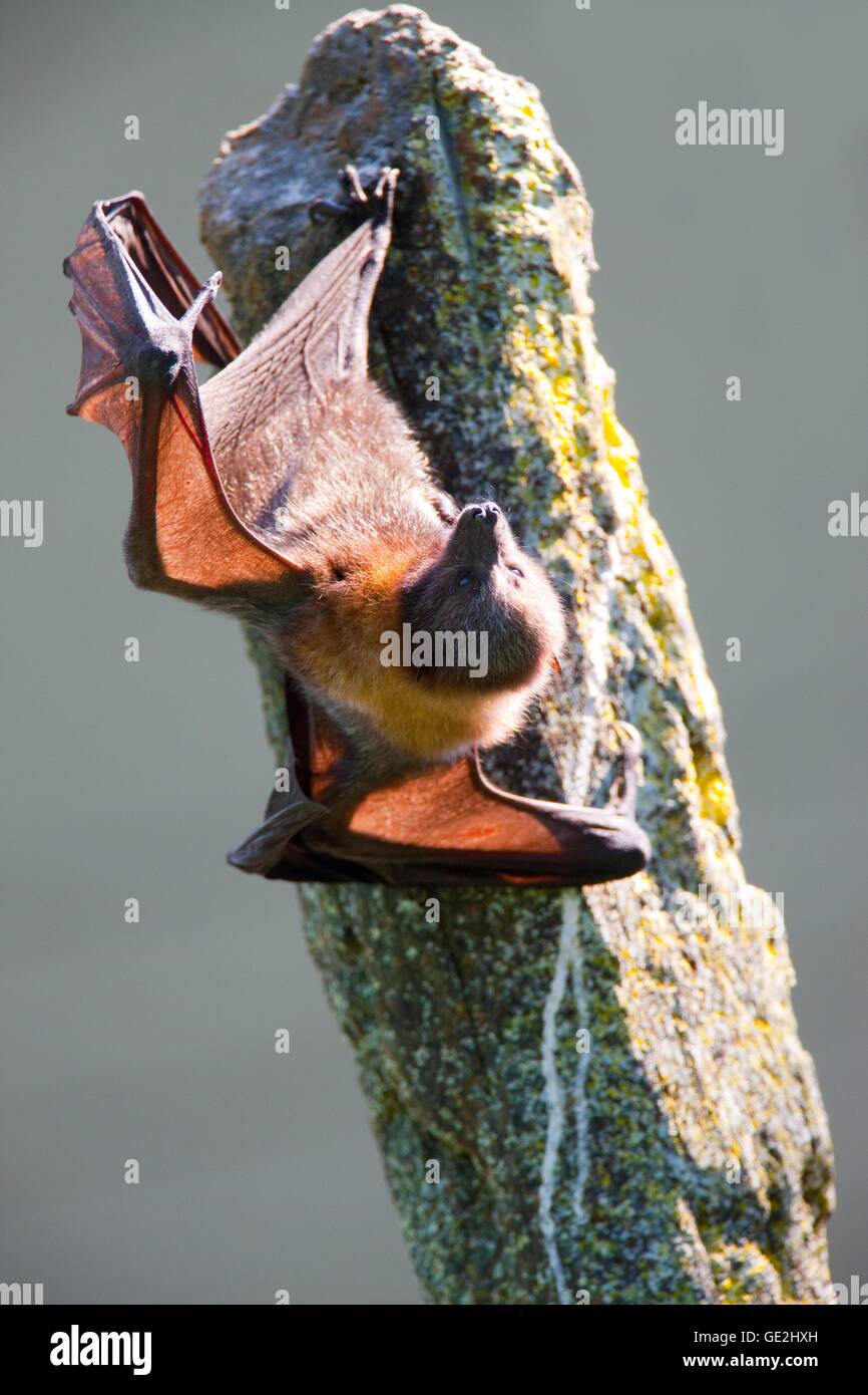 Fruitbat hi-res stock photography and images - Alamy