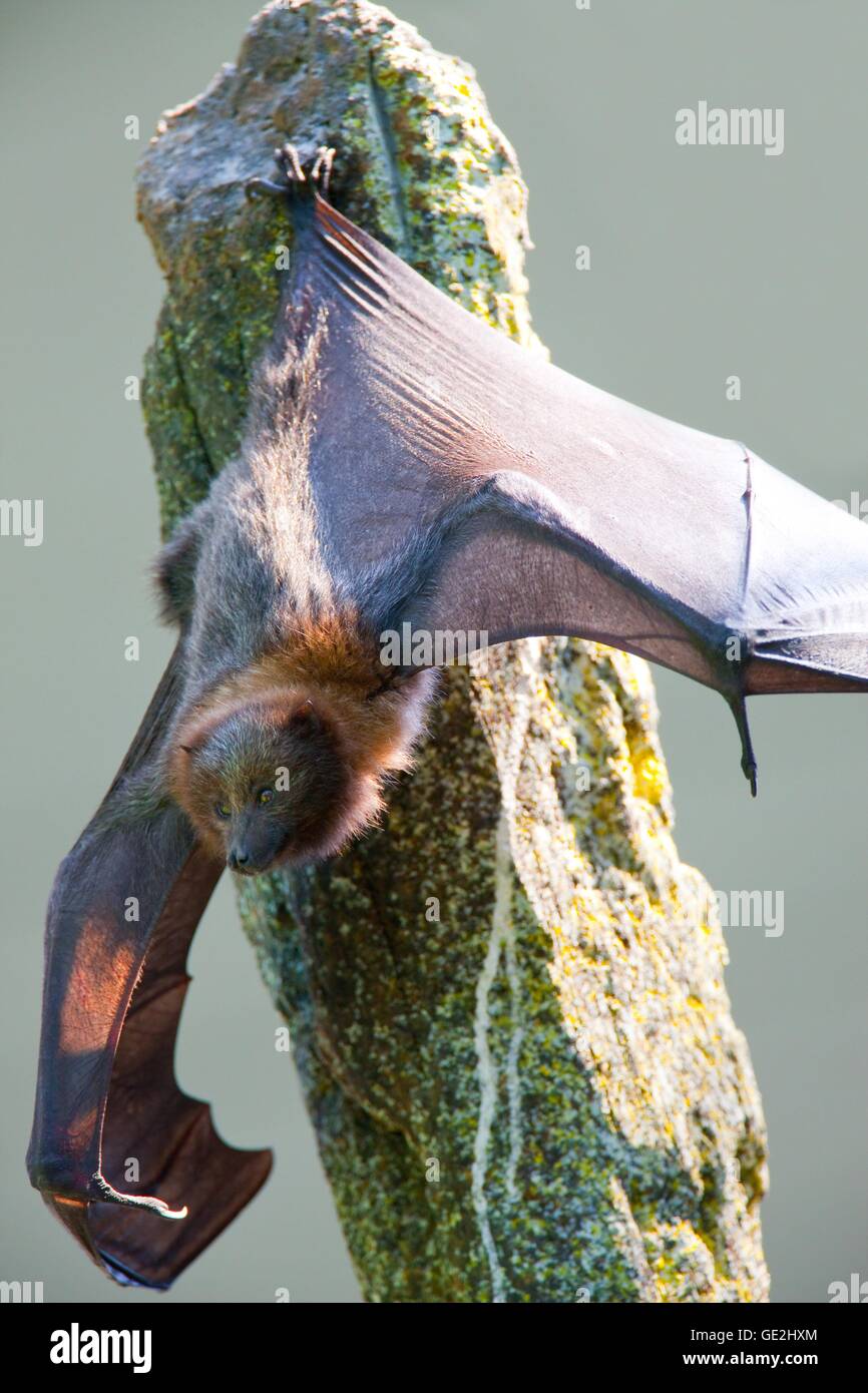 Fruitbat hi-res stock photography and images - Alamy