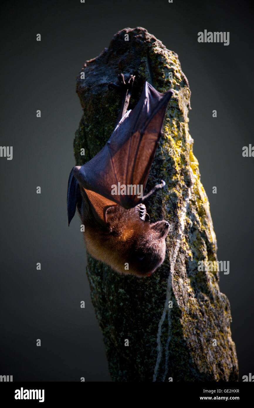 Fruitbat hi-res stock photography and images - Alamy