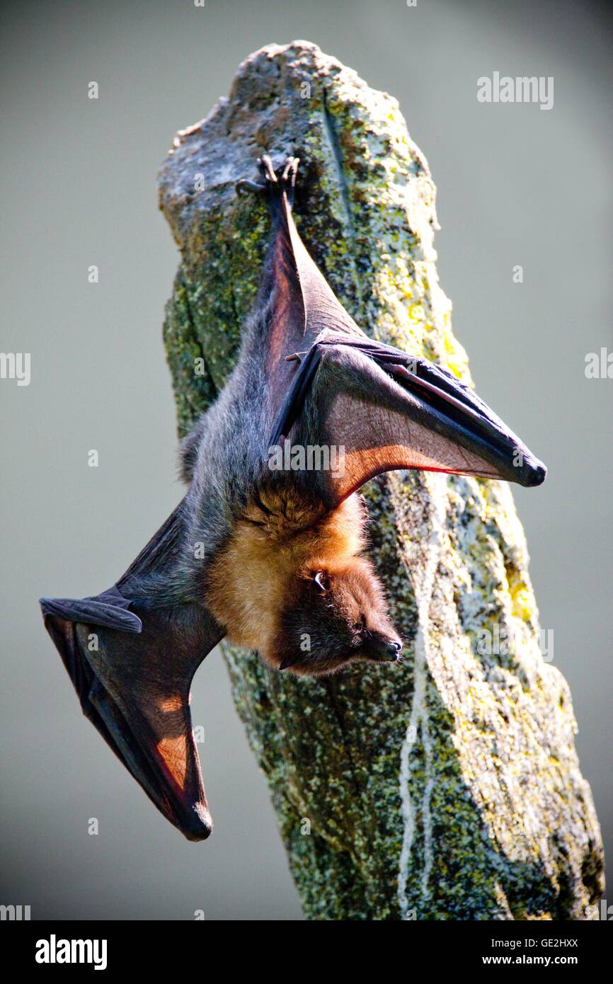 Fruitbat hi-res stock photography and images - Alamy