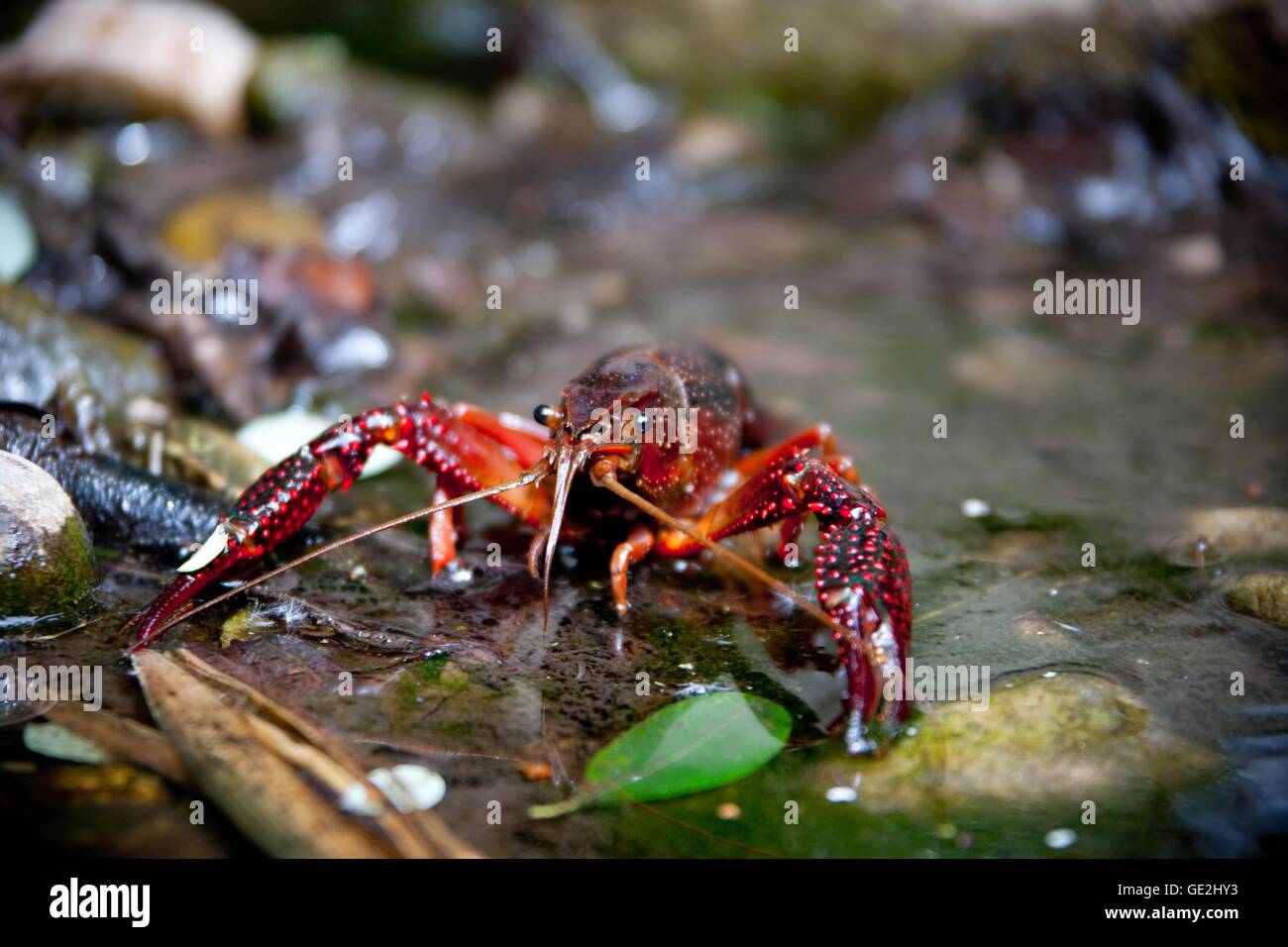 Crayfish river hi-res stock photography and images - Alamy