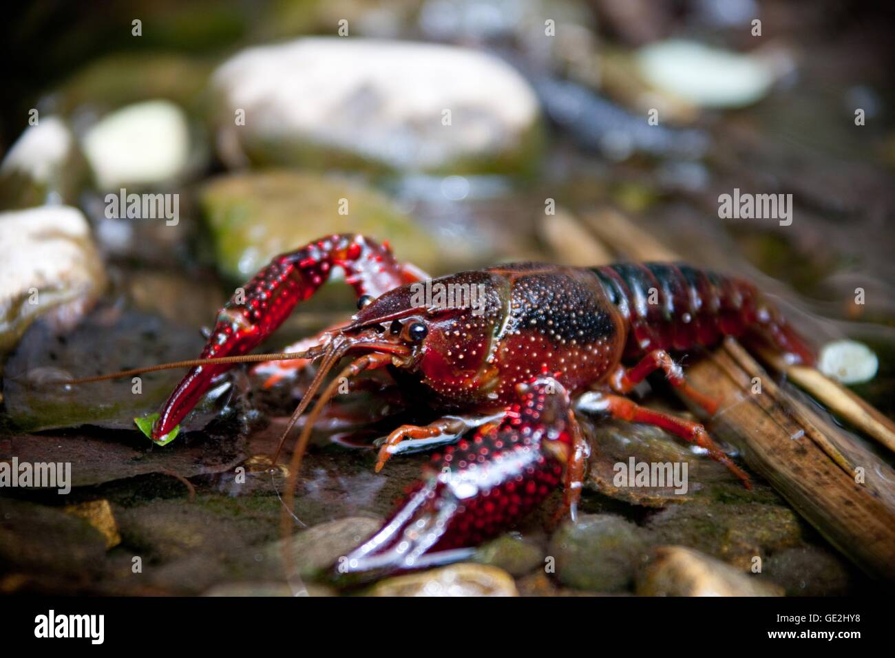 Crayfishes hi-res stock photography and images - Alamy