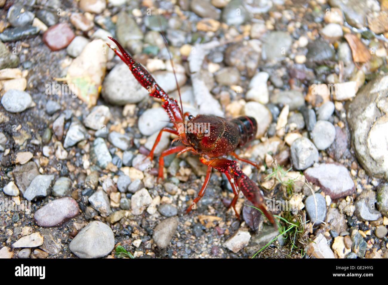 Stone crayfish hi-res stock photography and images - Alamy