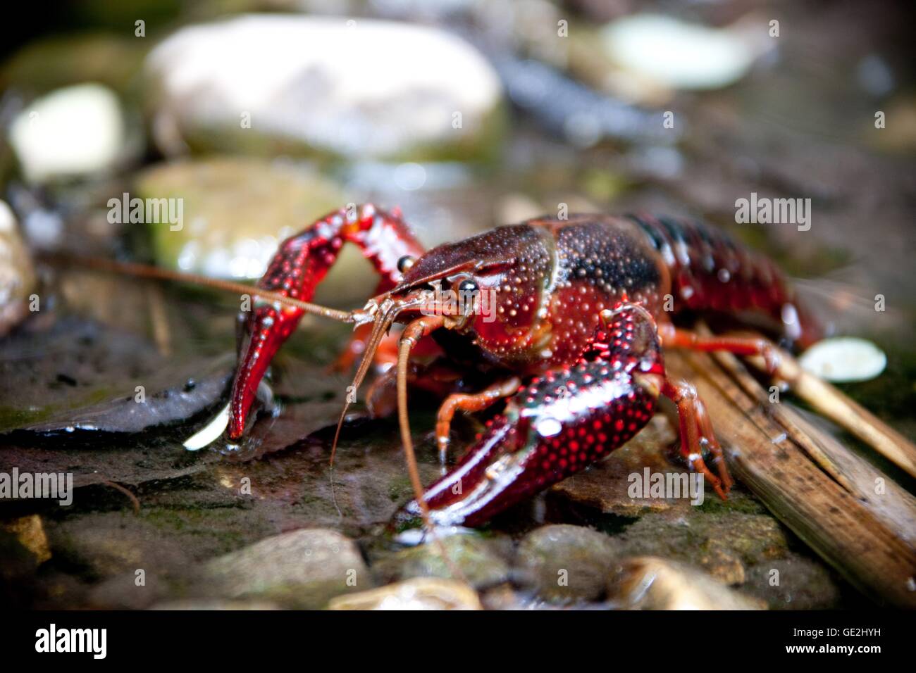 Crayfish river hi-res stock photography and images - Alamy