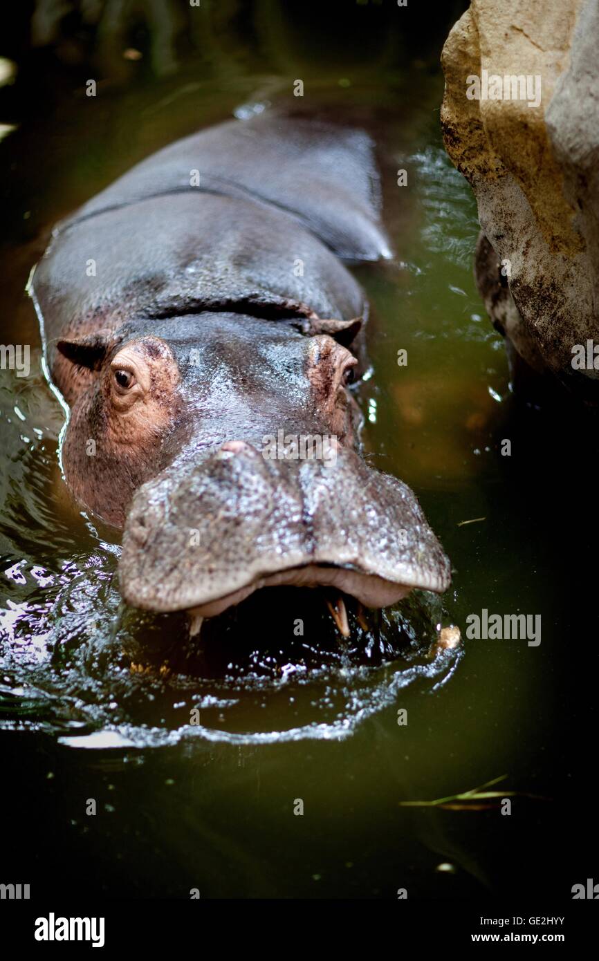 Captive hippos hi-res stock photography and images - Alamy