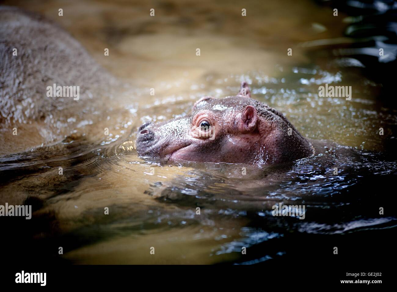 Side view of hippo hi-res stock photography and images - Alamy
