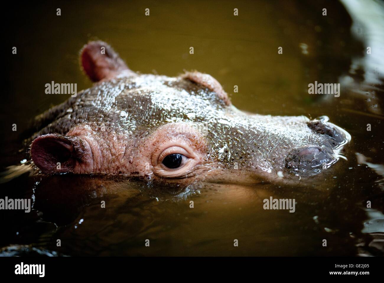 Baby hippo swimming hi-res stock photography and images - Alamy