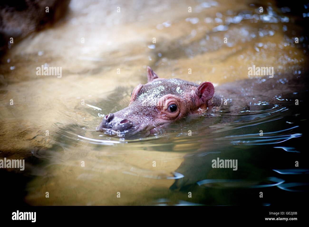 Side view of hippo hi-res stock photography and images - Alamy