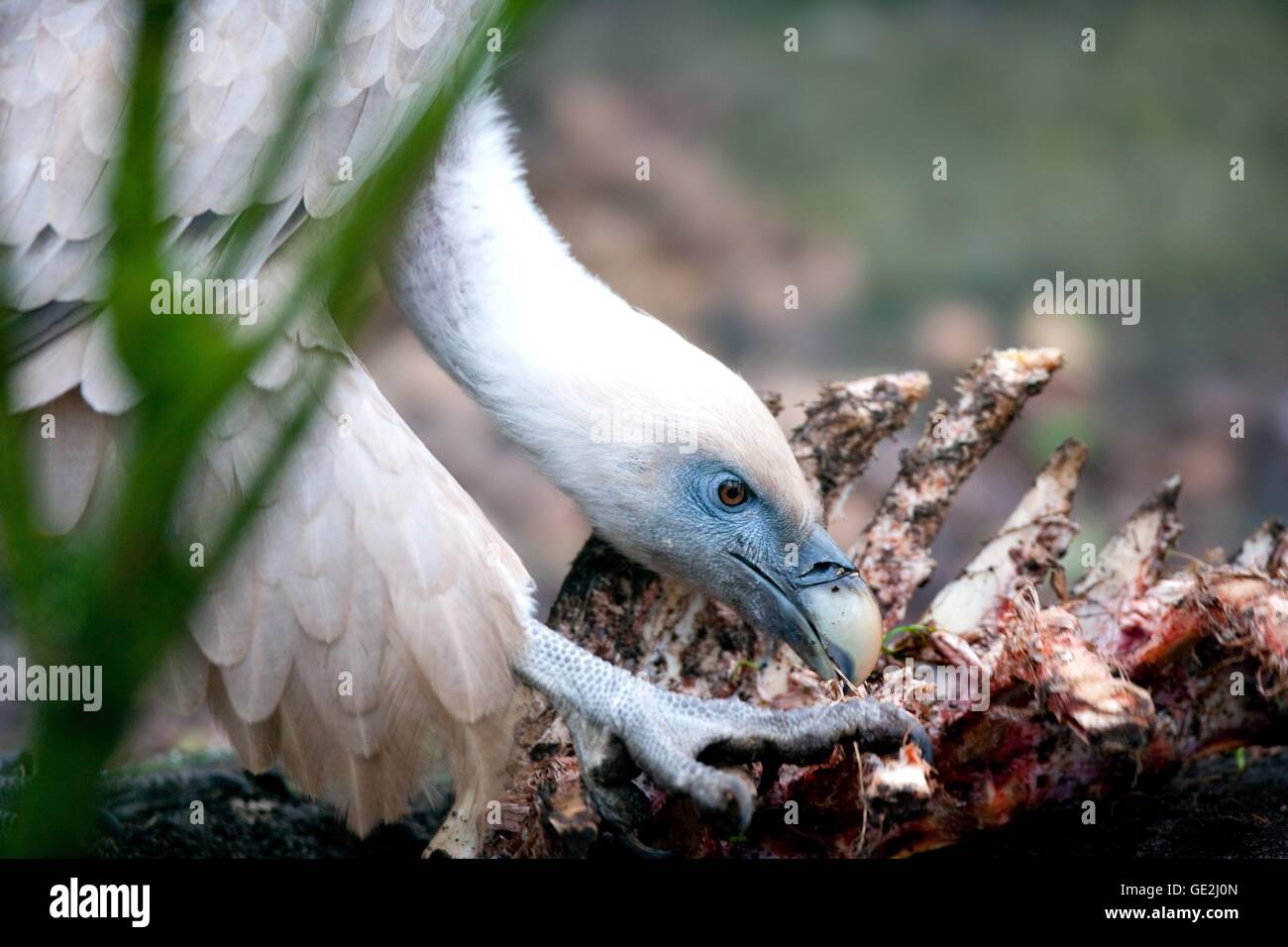 Raptor griffon hi-res stock photography and images - Alamy