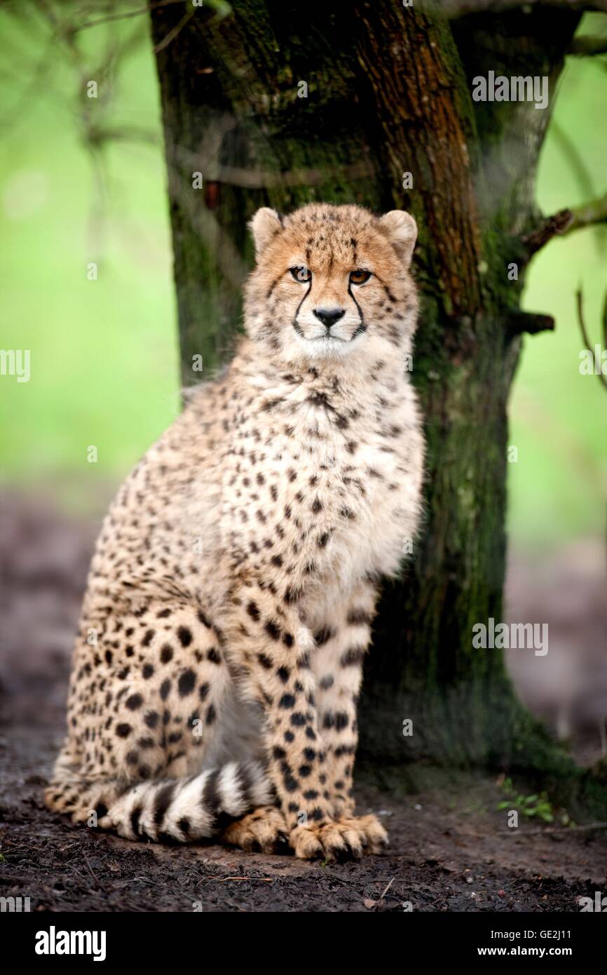 Cheetah carnivores hi-res stock photography and images - Alamy