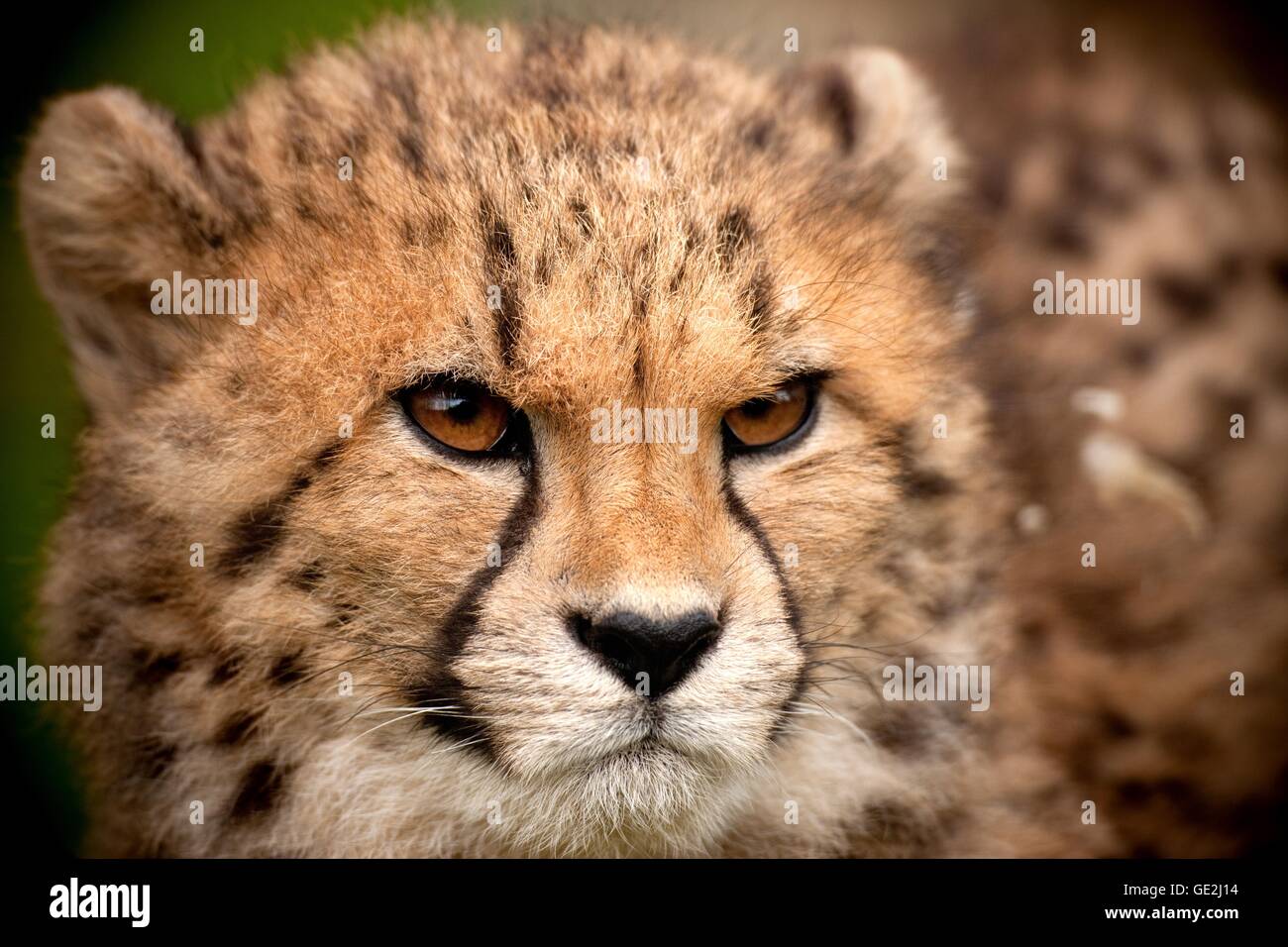 Cheetah landscape hi-res stock photography and images - Alamy