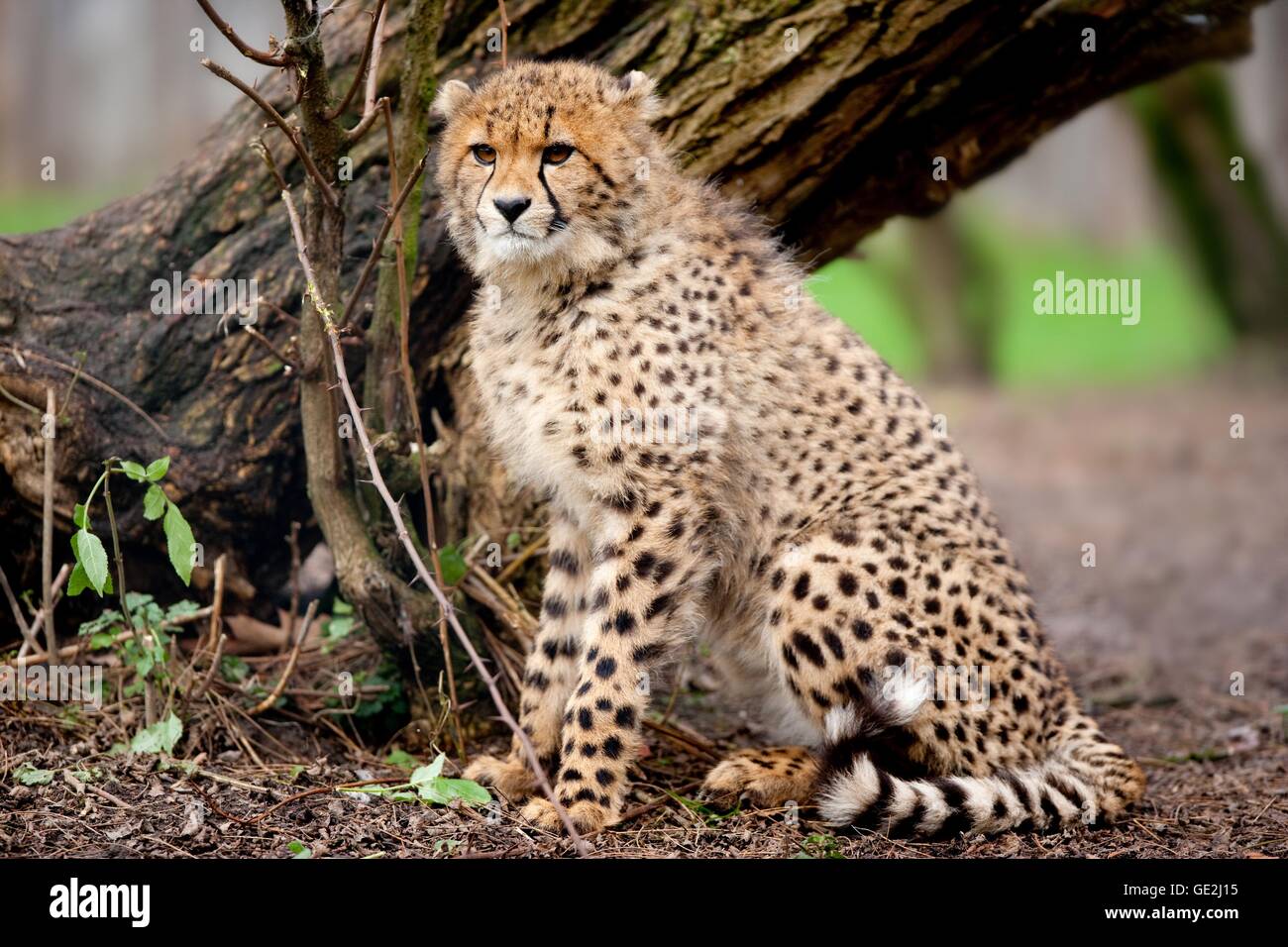 Cheetah side view hi-res stock photography and images - Alamy