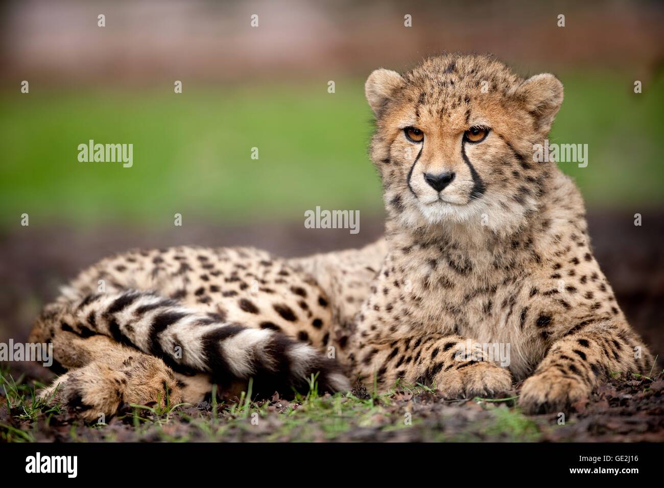 Cheetah side view hi-res stock photography and images - Alamy