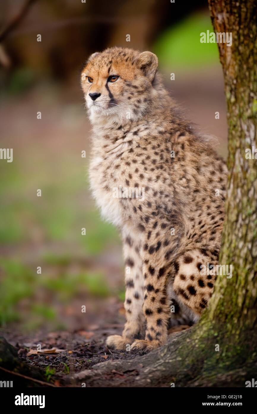 Cheetah sit hi-res stock photography and images - Alamy