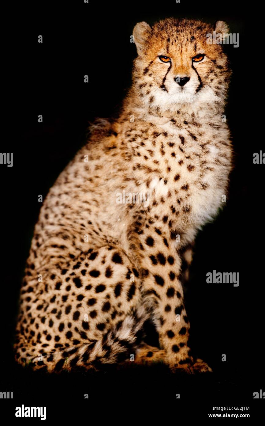 Cheetah side view hi-res stock photography and images - Alamy