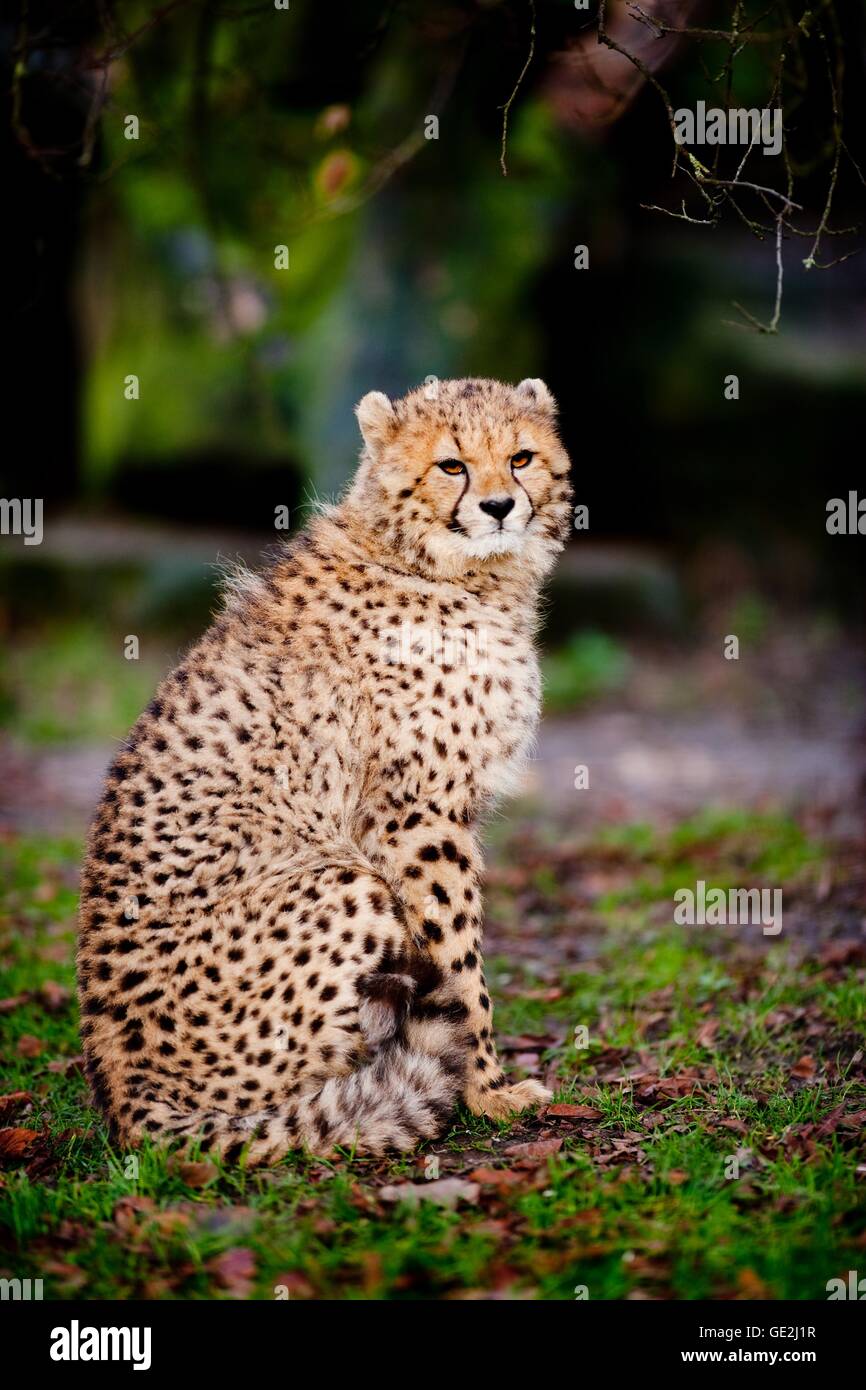 Cheetah sit hi-res stock photography and images - Alamy