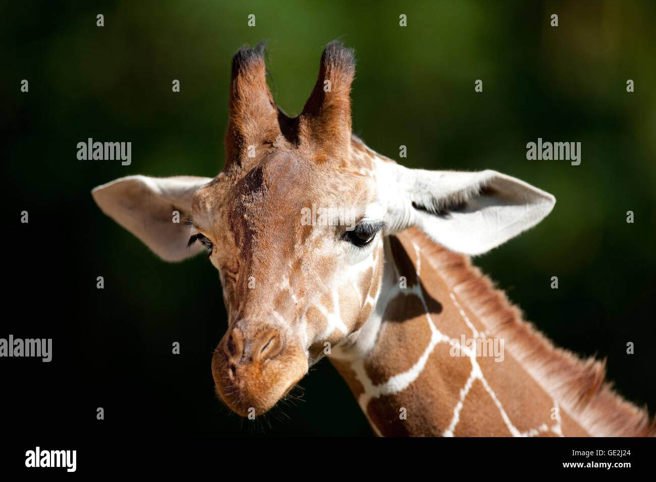 Summer giraffe hi-res stock photography and images - Alamy