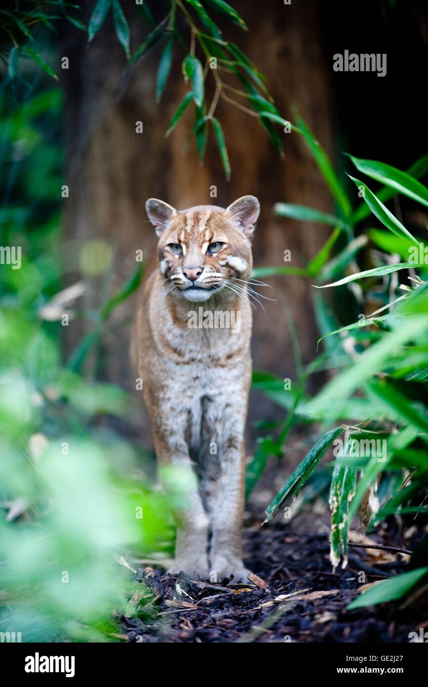 Golden cat hi-res stock photography and images - Alamy