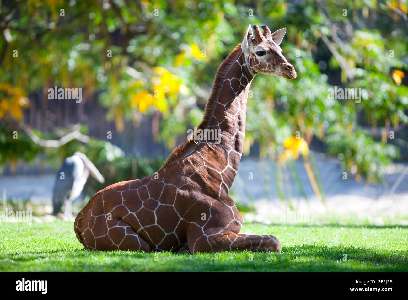 Lying giraffes hi-res stock photography and images - Alamy