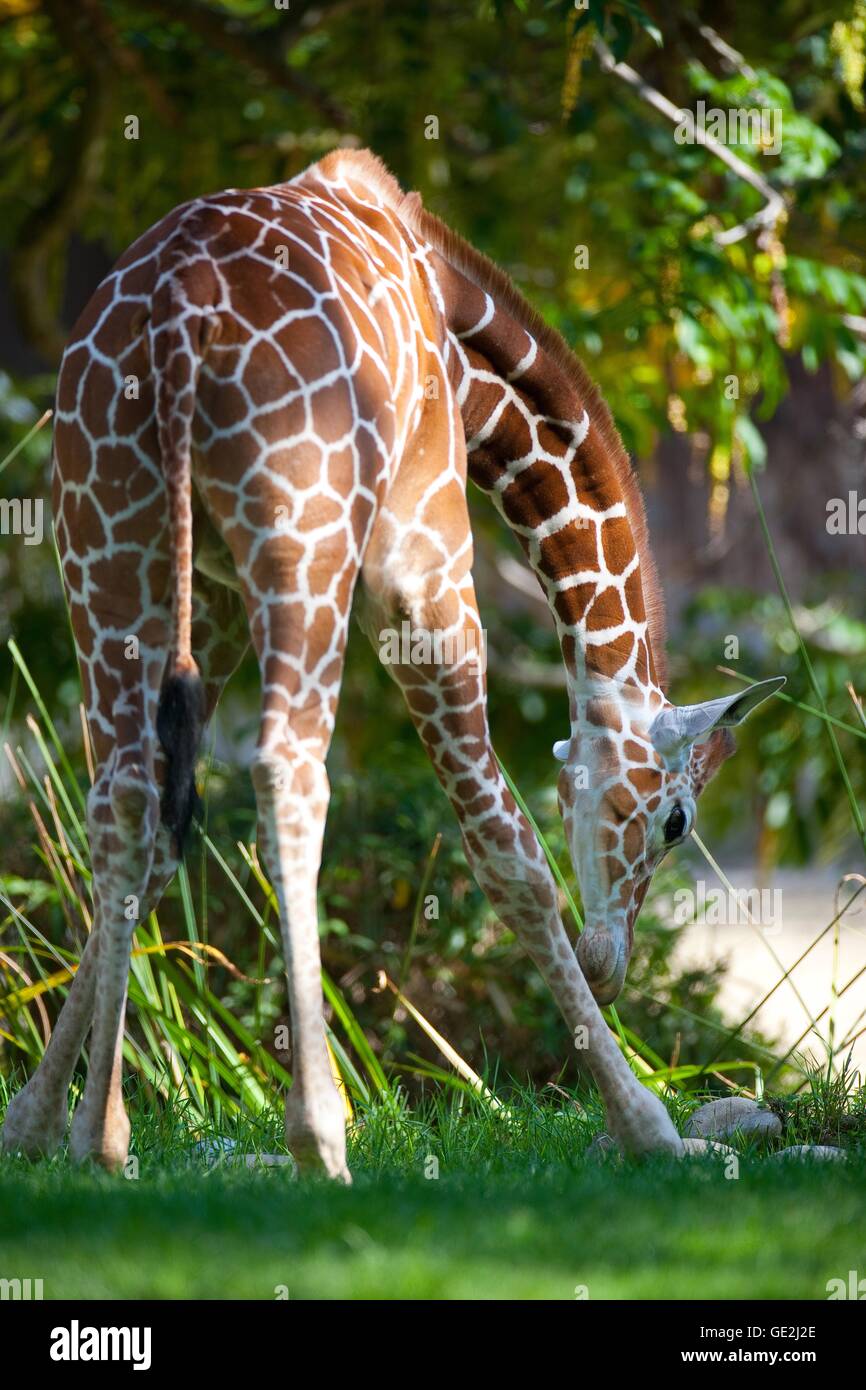 Giraffe shade hi-res stock photography and images - Alamy