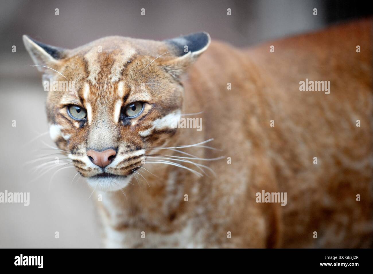 Asiatic golden cat hi-res stock photography and images - Alamy