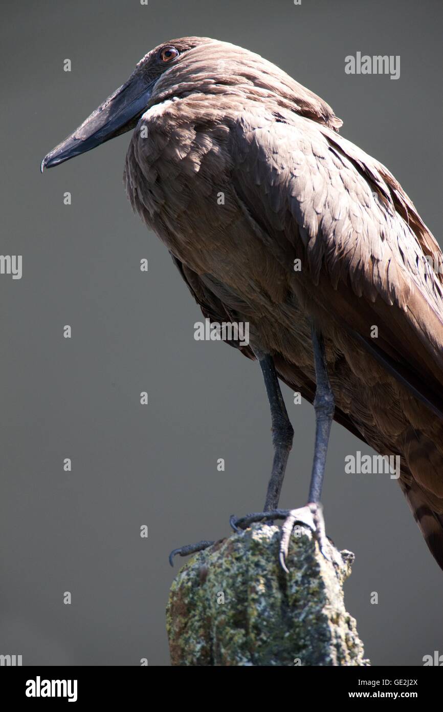 Umber bird hi-res stock photography and images - Alamy
